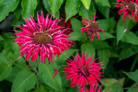 Bee Balm Plant Care And Growing Guide Trendradars