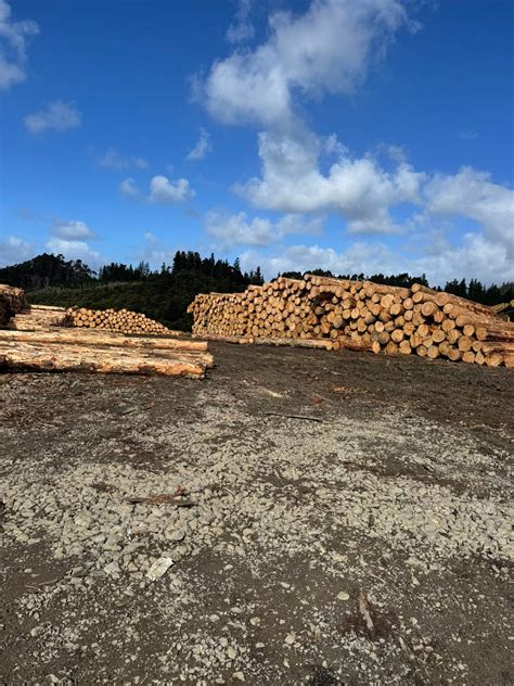 Brolly Logging