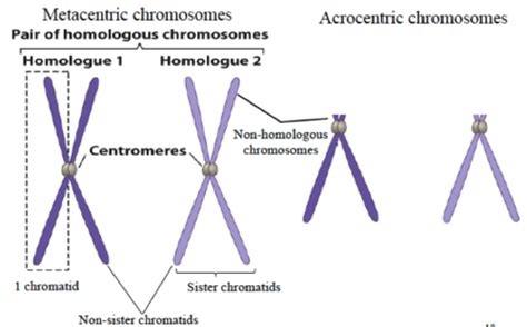 The Chromosome Theory Of Inheritance Chapter 4 Flashcards Quizlet