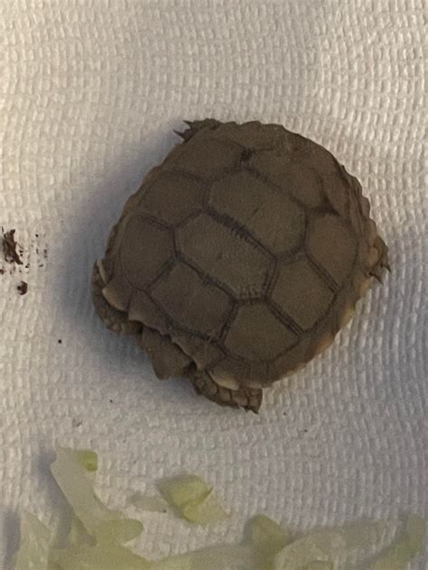 Do They Actually Do This Nsfw Rtortoise