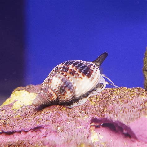Nassarius Snail Koral King