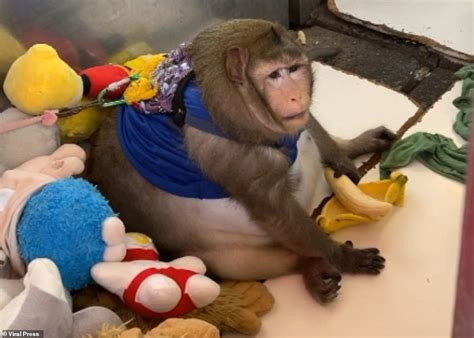 Obese Thai Monkey Whose Weight Doubled After Eating Junk Food Is Sent