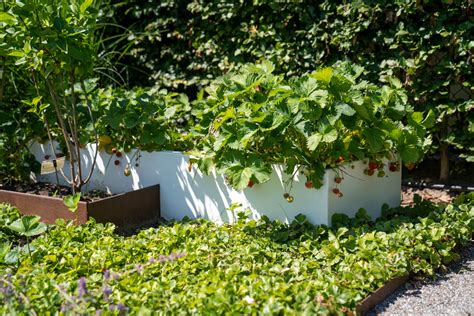How To Successfully Plant Your Garden Vegetable Planter