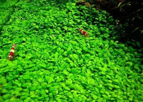 Beautiful Planted Aquariums Using Stones And Driftwood Only No