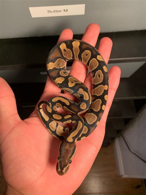 Sapphire Ball Python By Pinnacle Pythons Morphmarket