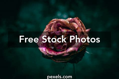 Vintage Dying Rose Photos Download The Best Free Vintage Dying Rose