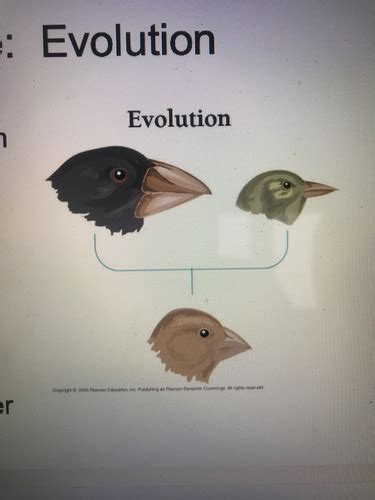 Bio Chap 1 2 Flashcards Quizlet