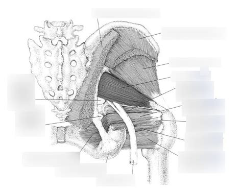 Diagram Of Pathway Of Sciatic Nerve Quizlet Diagram Of Pathway Of Sciatic Nerve Quizlet