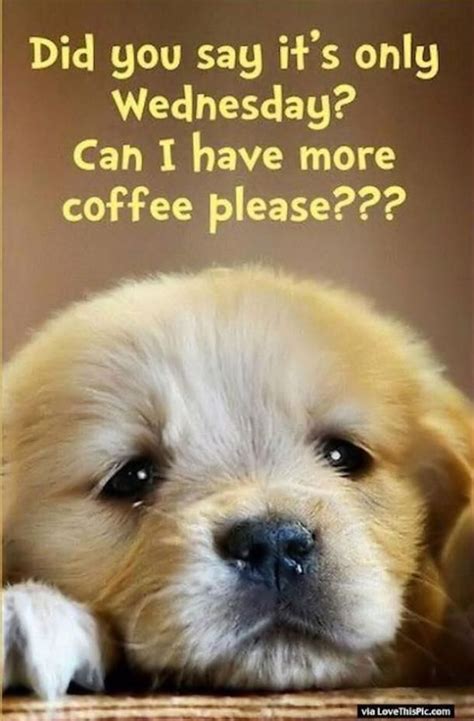 50 Funny Wednesday Quotes Hump Day Memes To Get You Through The Rest Of