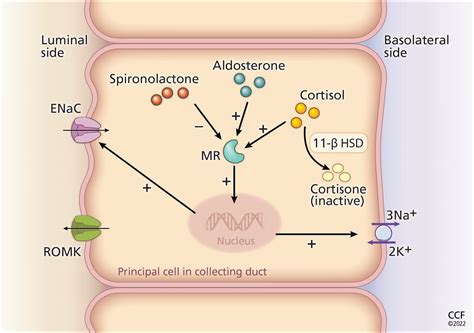 Aldosterone Potassium