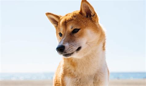 10 Orange Dog Breeds To Brighten Your Day
