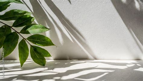 Sunlight Cast Dappled Light And Leaf Foliage Shadow On Blank White