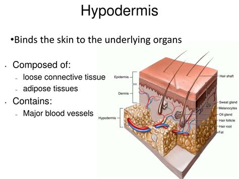 Ppt Integumentary System Powerpoint Presentation Free Download Id