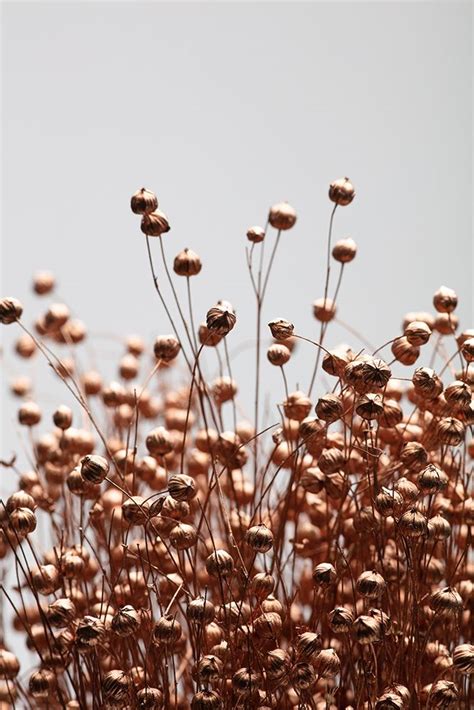 Somerset House Images Dried Grass Copper 01