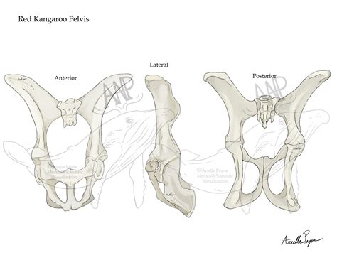 Kangaroo Feet Skeleton