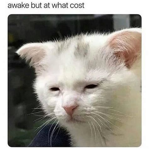 40 Funniest Clean Memes Meme Central