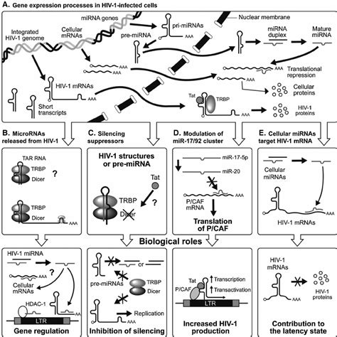 1 Schematic Representation Of The Intricate Relationship Between The