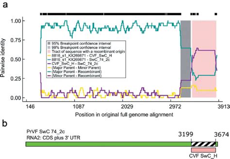 Colour Online Schematic Representation Of A Putative Recombination