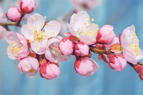 15 Different Types Of Cherry Trees Chart Pictures And Facts