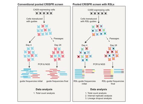 Crispr Functional Genomics Scilifelab