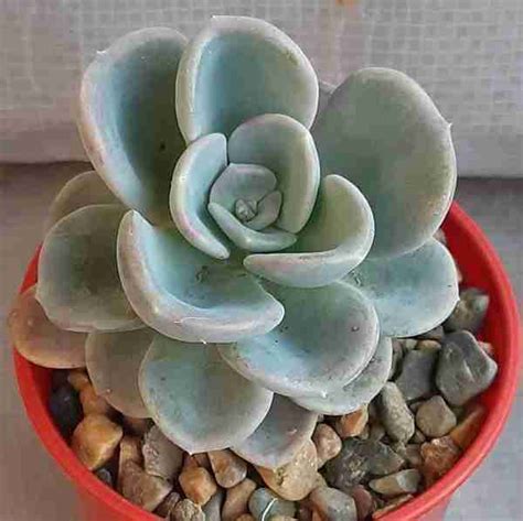 Echeveria Orpet - Australian Desert Blooms Nursery