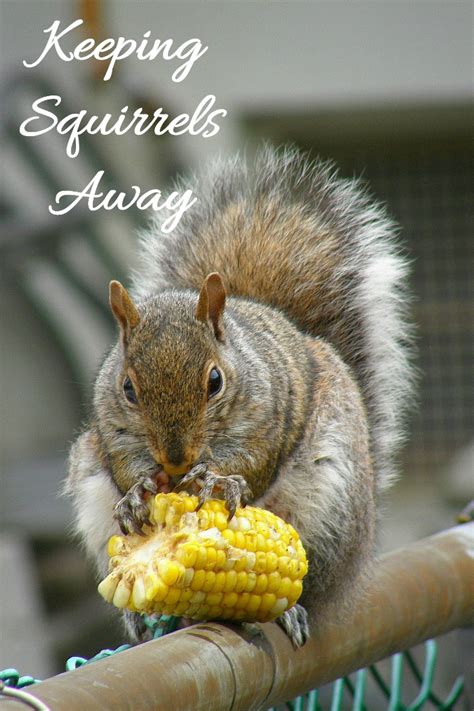 Natural Squirrel Repellent Ideas Keep Squirrels Out Of The Yard