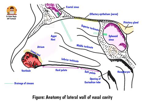 Anatomy Of The Nose Turbinates