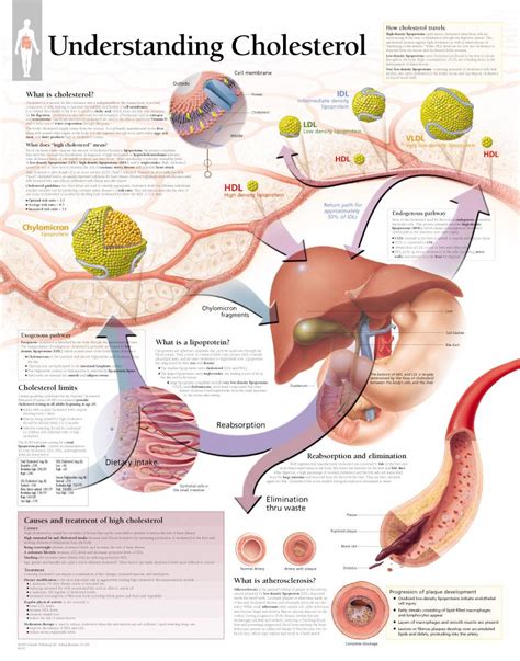 Scientific Publishing Understanding Cholesterol Chart