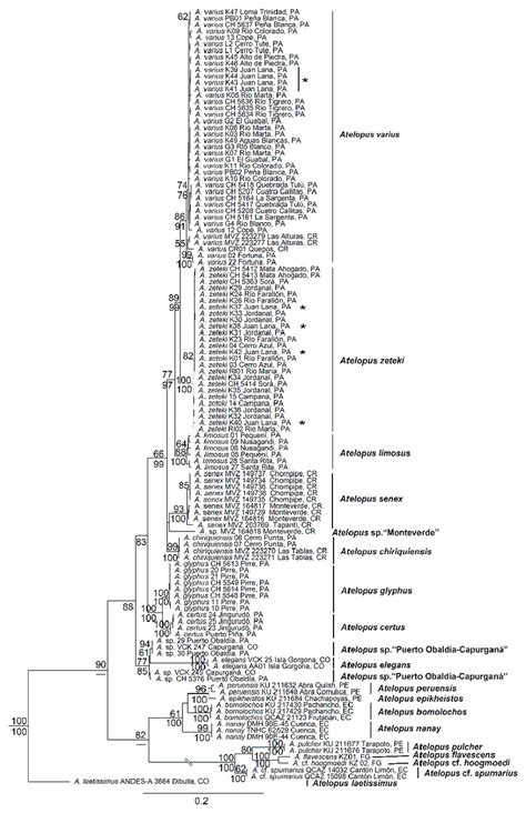 maximum likelihood ml tree inferred from dna sequences of two