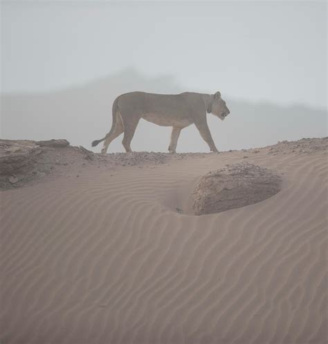 Jandre Germishuizen Jandre Germishuizen Photography