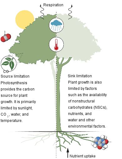 The Limits Of Forest Carbon Sequestration Science