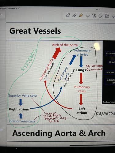 Vasculature Flashcards Quizlet