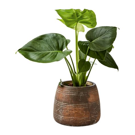 Camille テラコッタ鉢カバー Mサイズ 姫路市 雑貨店 Portus