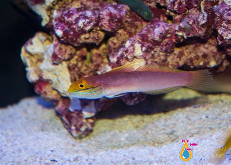 Bella Goby Manhattan Aquariums