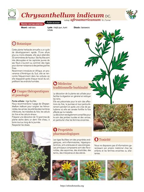 Affiche Chrysanthellum Indicum 2019 Ethnobotanika