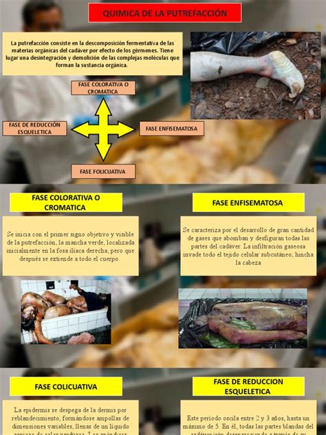 Química De La Putrefacción Las Fases De La Descomposición Del Cadáver