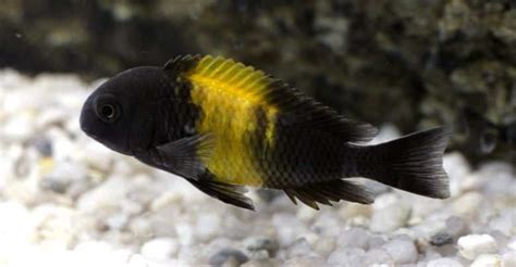 Tropheus Sp Bemba Akwarystyka Magazyn Akwarium Czasopismo