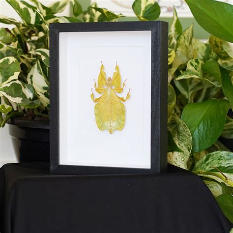 Javanese Leaf Insect Yellow ~ Phyllium Bioculatum Entiques