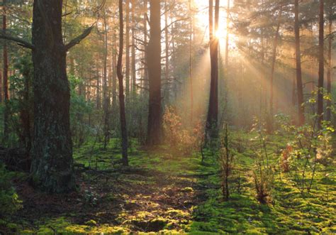 West Wolf Medicinals Fruiting Body Mushroom Supplements