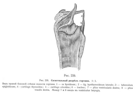 Plica Ventricularis карманная складка Ученіе о внутренностяхъ
