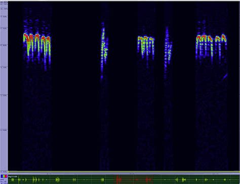 Bushtit Ask A Biologist