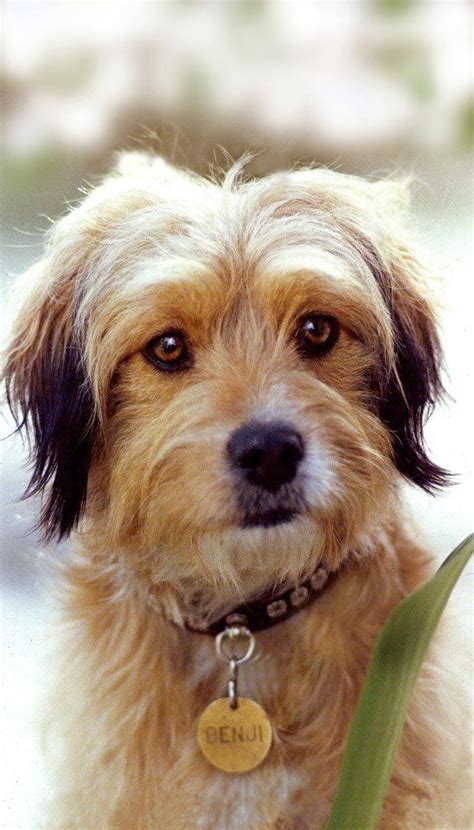 For The Love Of Benji