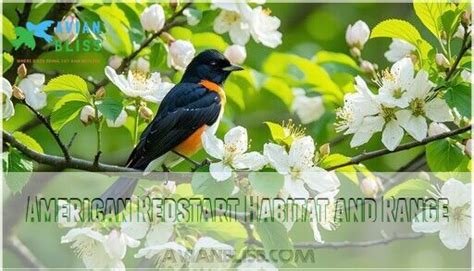 American Redstart Complete Guide To Id Habitat And Behavior 2025