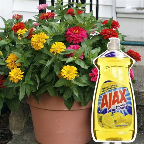 39 Hydrangea Fertilizer Ideas Growing Hydrangeas Hydrangea