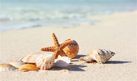 What Is The Largest Seashell Ever Found