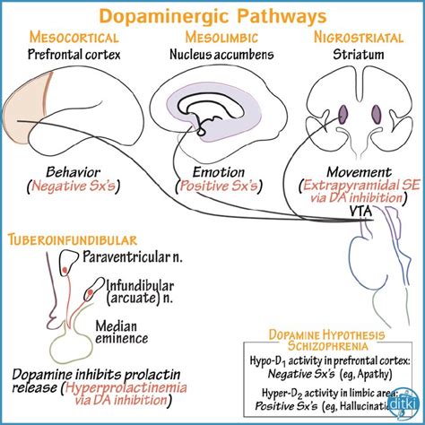 Dopaminergic Pathways Medicine Studies Science Biology Medical Science