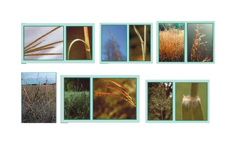 Native Warm Season Grasses Diagram Quizlet