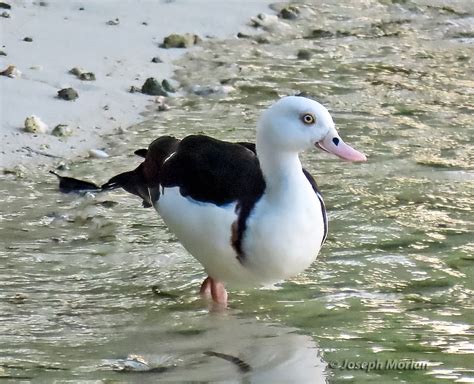 Radjah Shelduck Birdforum