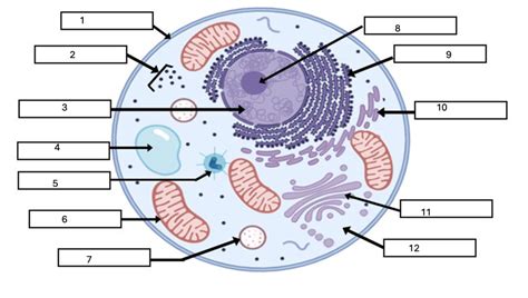 Label The Cell Diagram Quizlet