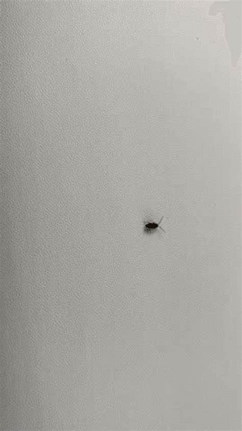 Small Cockroach Walking On Plain White Stock Footage Video 100 Royalty Free 3565958683